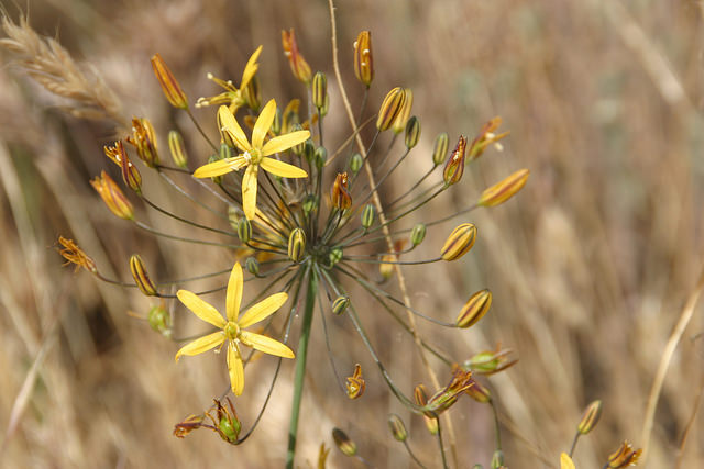 Bloomeria crocea - Fiche botanique | Conservation Nature