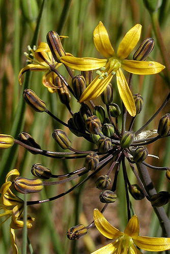 Bloomeria crocea - Fiche botanique | Conservation Nature