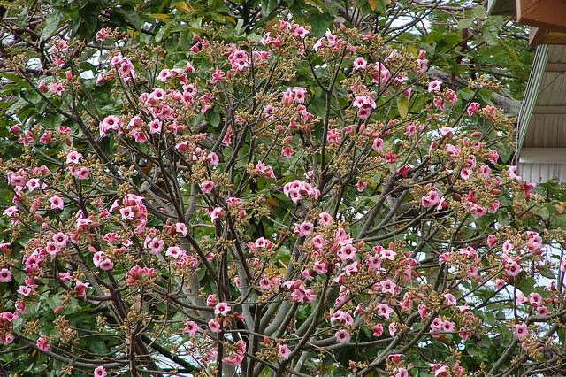 Brachychiton discolor - Fiche botanique | Conservation Nature