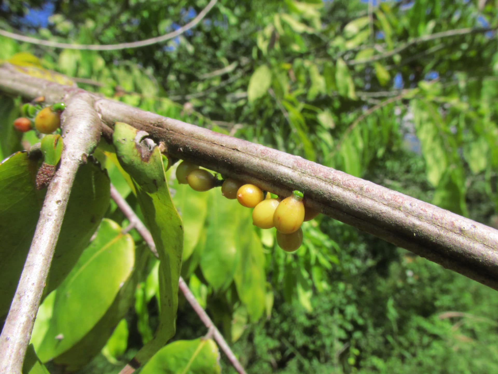 Brownea ariza - Fiche botanique | Conservation Nature