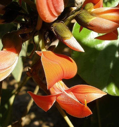 Butea monosperma - Fiche botanique | Conservation Nature