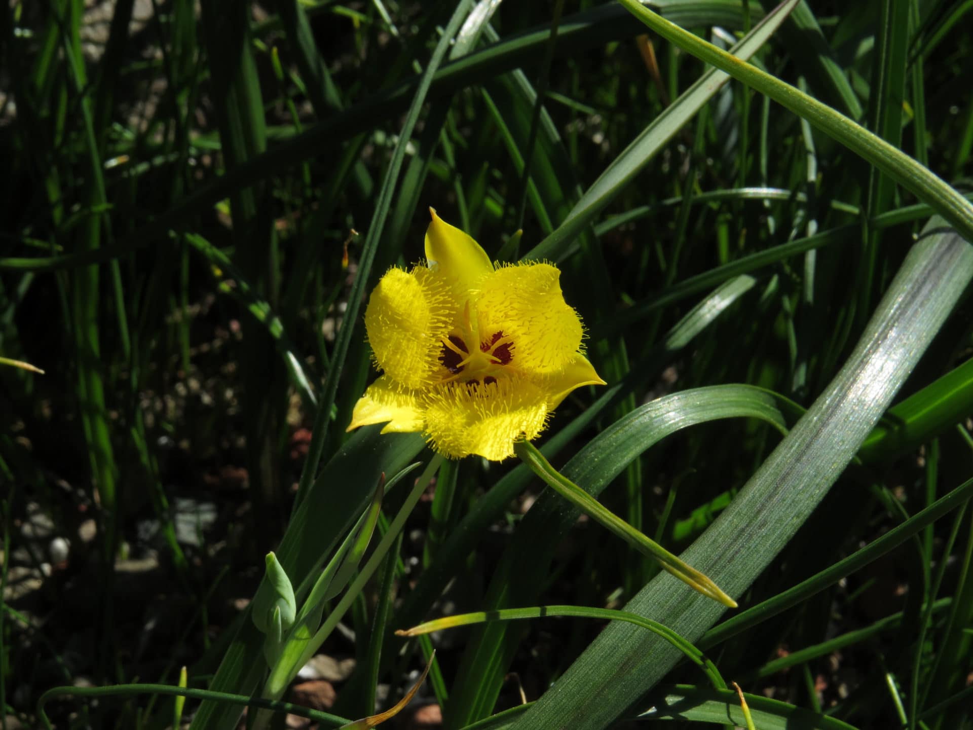 Tulipe étoilée jaune (Calochortus monophyllus) - Fiche botanique ...