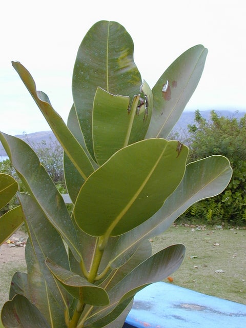 Takamaka (Calophyllum inophyllum) - Fiche botanique | Conservation Nature