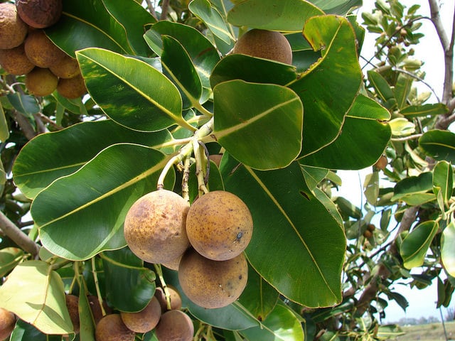 Takamaka (Calophyllum inophyllum) - Fiche botanique | Conservation Nature