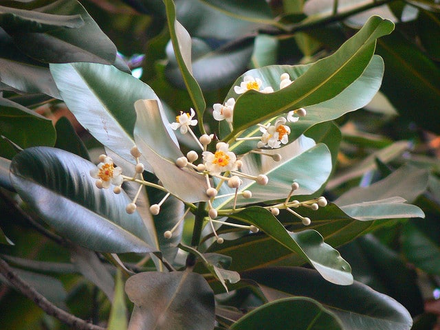 Takamaka (Calophyllum inophyllum) - Fiche botanique | Conservation Nature
