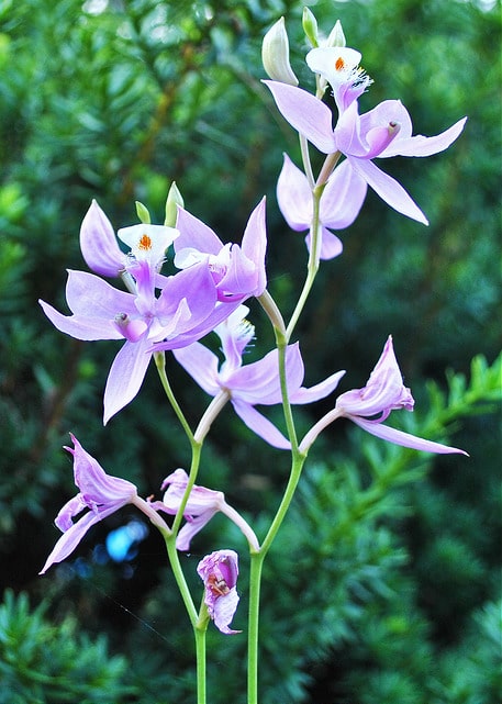 Calopogon tubéreux (Calopogon tuberosus) - Fiche botanique ...