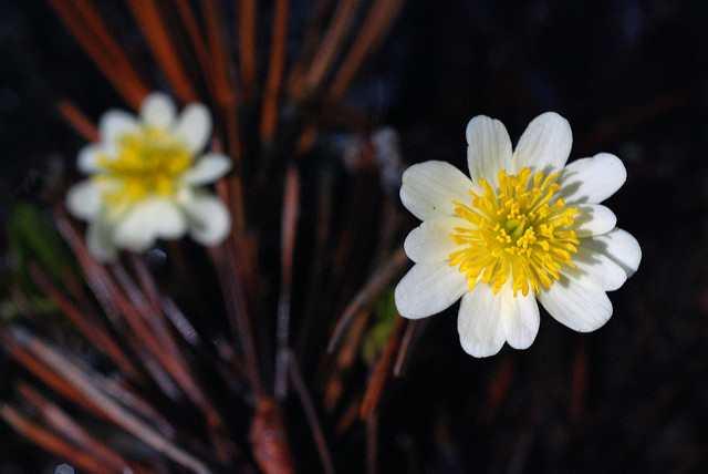 Populage des marais (Caltha palustris) - Fiche botanique | Conservation ...