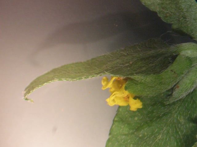 Calyptocarpus vialis - Fiche botanique | Conservation Nature