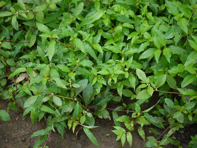Calyptocarpus vialis - Fiche botanique | Conservation Nature