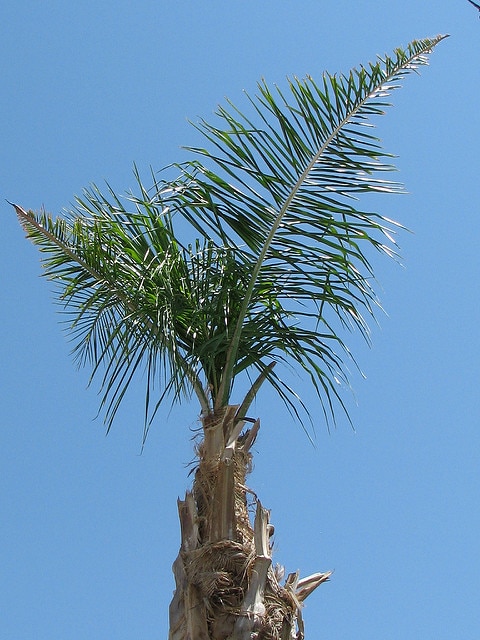 Carpentaria acuminata - Fiche botanique | Conservation Nature