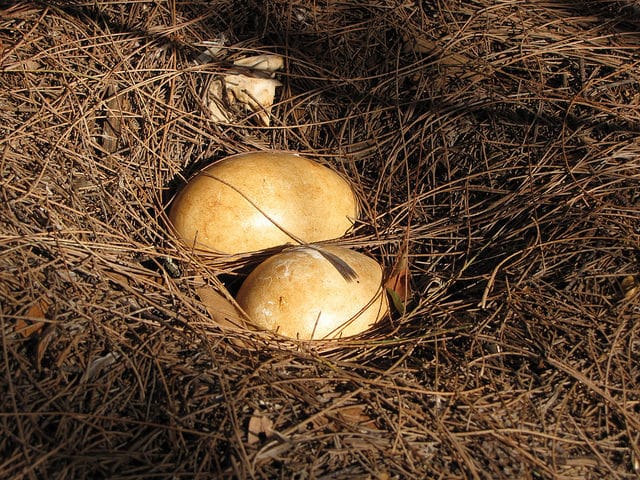 Filao (Casuarina equisetifolia) - Fiche botanique | Conservation Nature