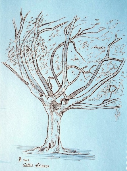 Celtis africana - Fiche botanique | Conservation Nature