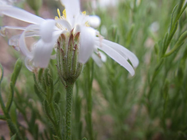 Chaetopappa ericoides - Fiche botanique | Conservation Nature