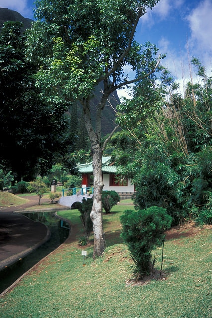 Cannelier de ceylan (Cinnamomum verum) - Fiche botanique | Conservation ...