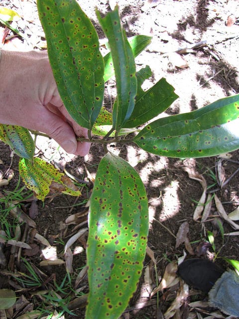 Cannelier de ceylan (Cinnamomum verum) - Fiche botanique | Conservation ...
