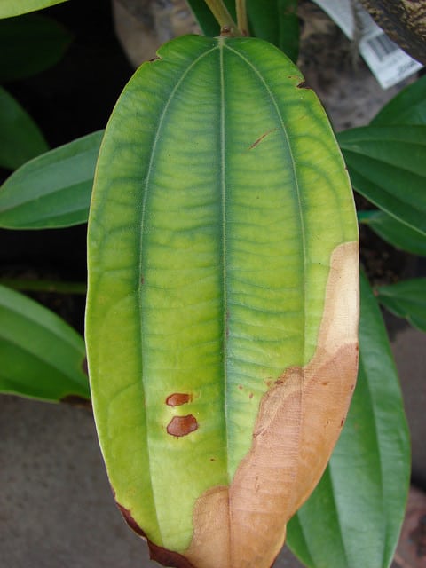 Cannelier de ceylan (Cinnamomum verum) - Fiche botanique | Conservation ...