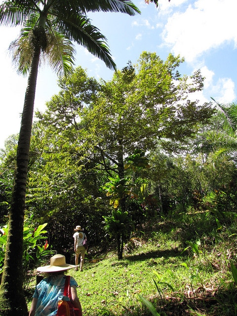 Cannelier de ceylan (Cinnamomum verum) - Fiche botanique | Conservation ...