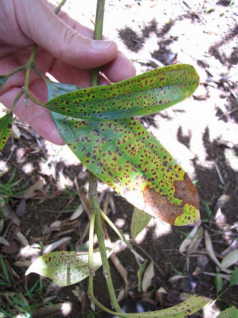 Cannelier de ceylan (Cinnamomum verum) - Fiche botanique | Conservation ...