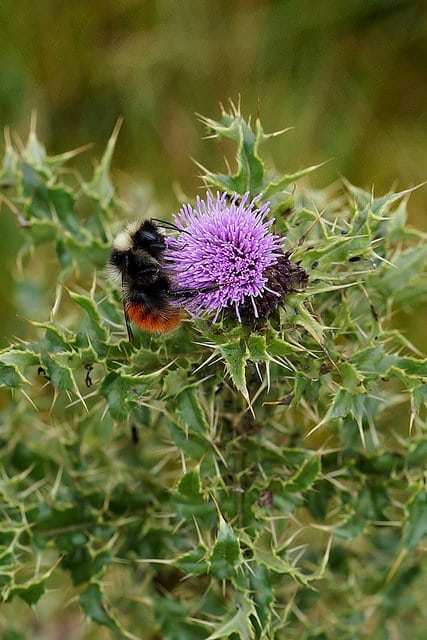 Cirse à feuilles variables (Cirsium heterophyllum) - Fiche botanique ...