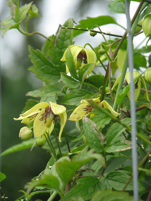 Clematis apiifolia - Fiche botanique | Conservation Nature