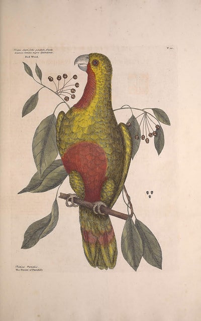 Colubrina elliptica - Fiche botanique | Conservation Nature
