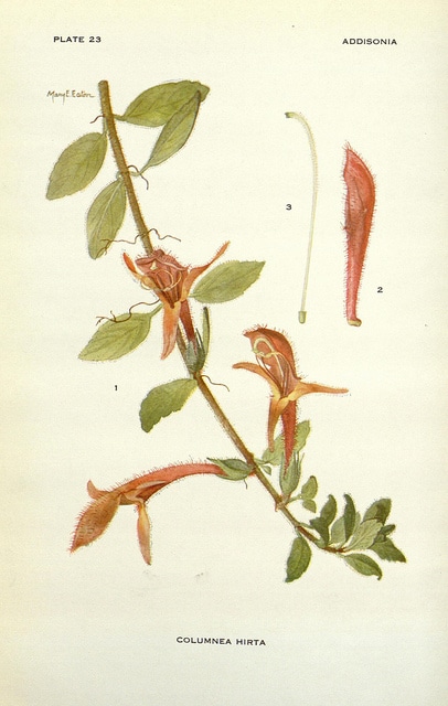 Columnea hirta - Fiche botanique | Conservation Nature