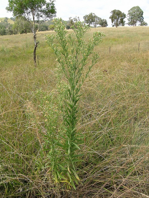 Vergerette blanchâtre (Conyza albida) - Fiche botanique | Conservation ...