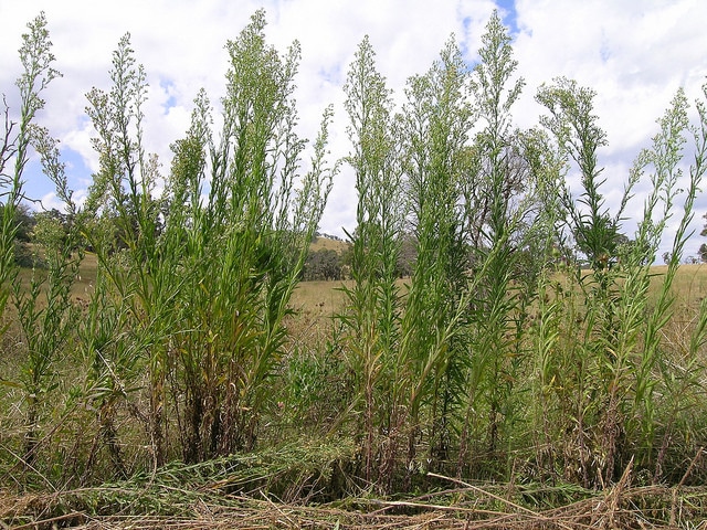 Vergerette blanchâtre (Conyza albida) - Fiche botanique | Conservation ...