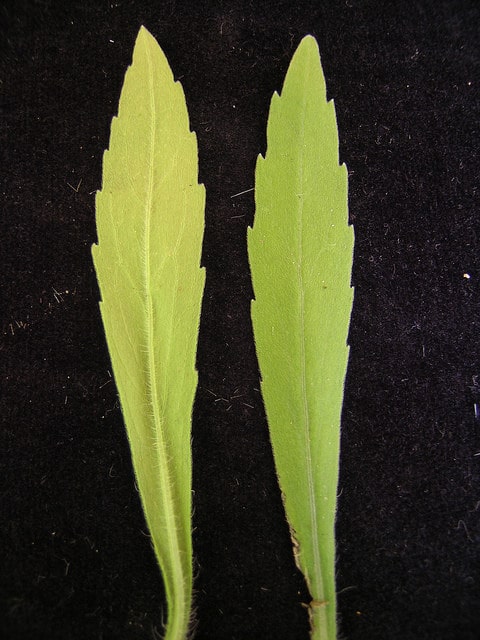 Vergerette blanchâtre (Conyza albida) - Fiche botanique | Conservation ...