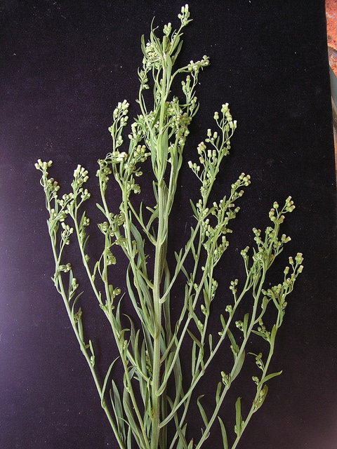 Vergerette blanchâtre (Conyza albida) - Fiche botanique | Conservation ...