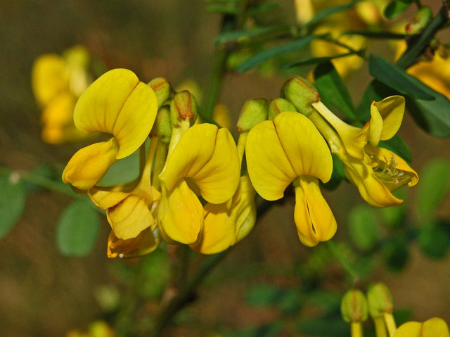 Coronille des jardins (Coronilla emerus) - Fiche botanique ...
