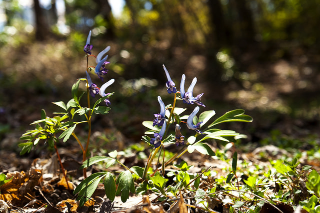 Corydalis ambigua - Fiche botanique | Conservation Nature