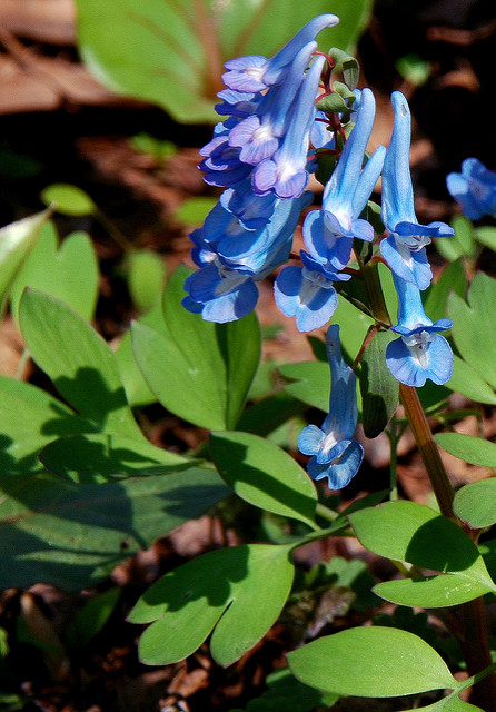 Corydalis ambigua - Fiche botanique | Conservation Nature
