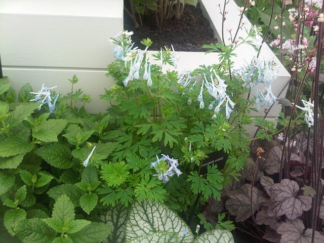 Corydalis elata - Fiche botanique | Conservation Nature