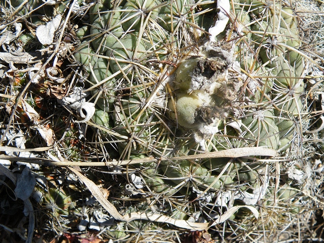 Coryphantha pycnacantha - Fiche botanique | Conservation Nature