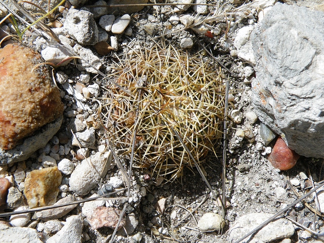 Coryphantha retusa - Fiche botanique | Conservation Nature