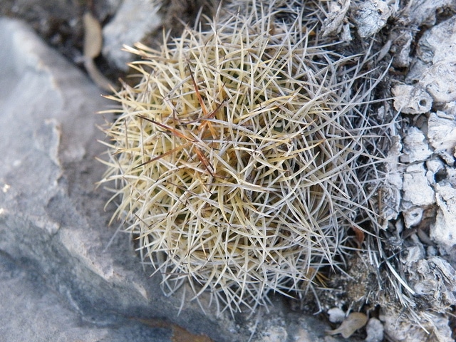 Coryphantha retusa - Fiche botanique | Conservation Nature
