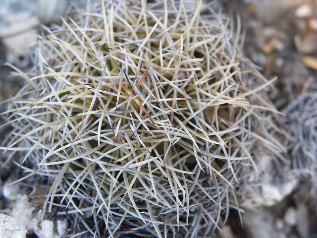 Coryphantha retusa - Fiche botanique | Conservation Nature