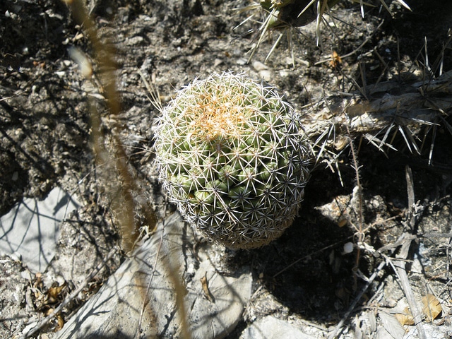 Coryphantha retusa - Fiche botanique | Conservation Nature