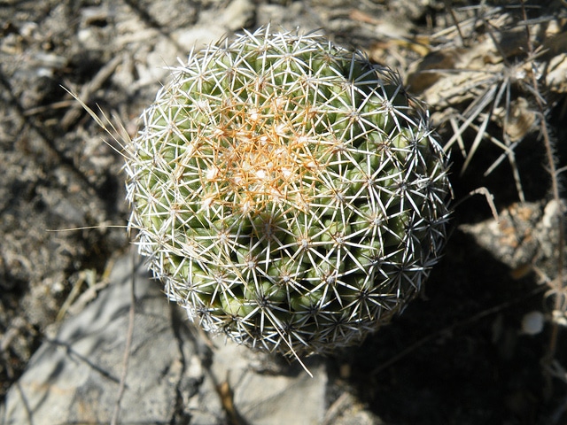 Coryphantha retusa - Fiche botanique | Conservation Nature