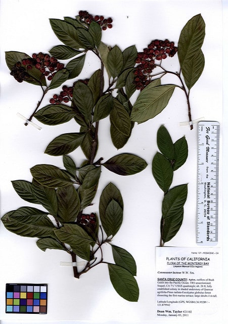 Cotonéaster laiteux (Cotoneaster lacteus) - Fiche botanique ...