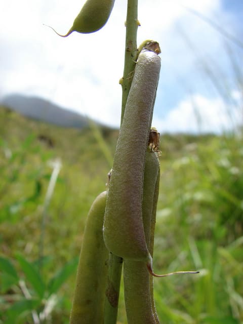 Crotalaria pallida - Fiche botanique | Conservation Nature