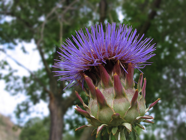 Cardon (Cynara cardunculus) - Fiche botanique | Conservation Nature