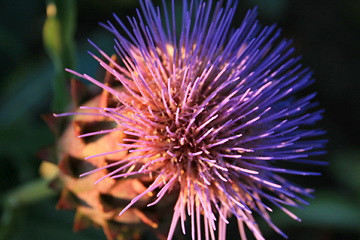 Cardon (Cynara cardunculus) - Fiche botanique | Conservation Nature