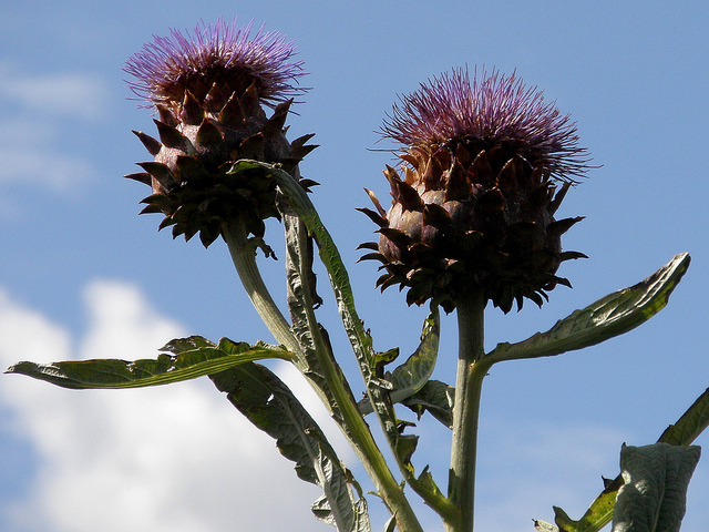 Cardon (Cynara cardunculus) - Fiche botanique | Conservation Nature