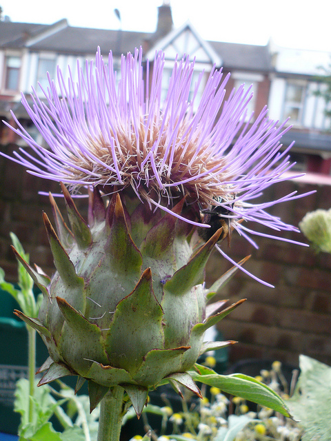 Cardon (Cynara cardunculus) - Fiche botanique | Conservation Nature