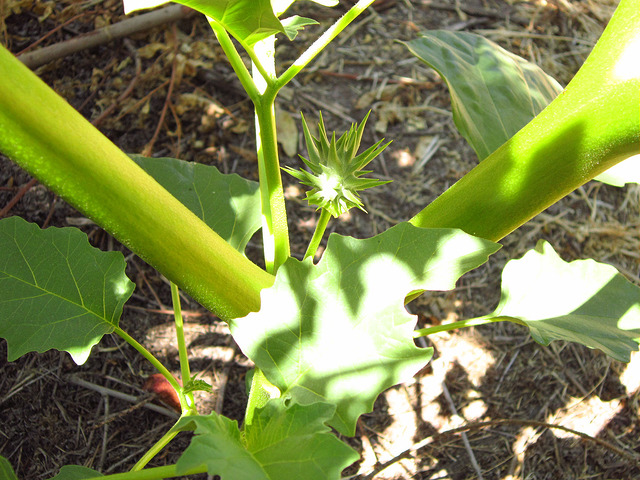 Stramoine épineuse (Datura ferox) - Fiche botanique | Conservation Nature