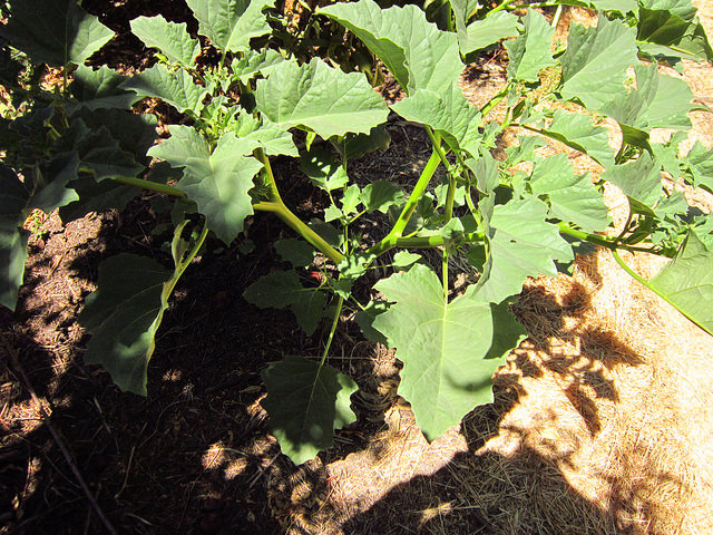 Stramoine épineuse (Datura ferox) - Fiche botanique | Conservation Nature