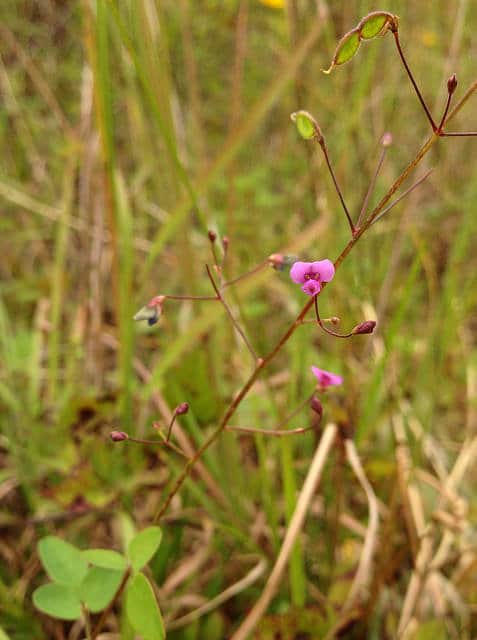 Desmodium marilandicum - Fiche botanique | Conservation Nature