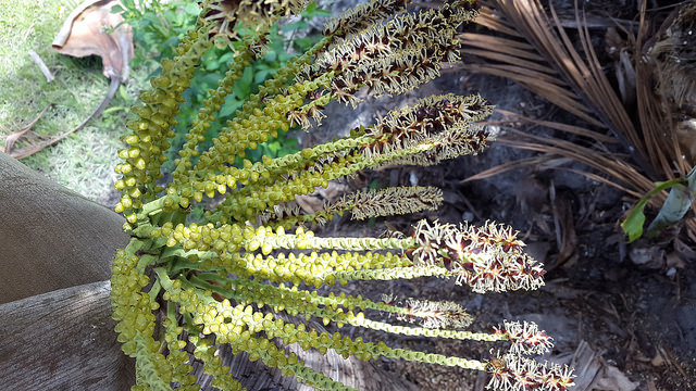 Palmiste blanc (Dictyosperma album) - Fiche botanique | Conservation Nature